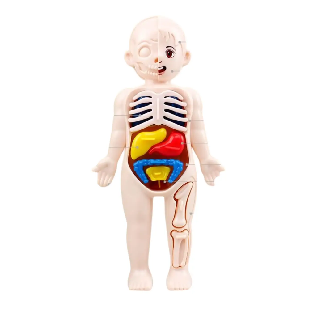 Modelo Infantil Interactivo de Anatomía - Órganos Removibles – Juguetes ...